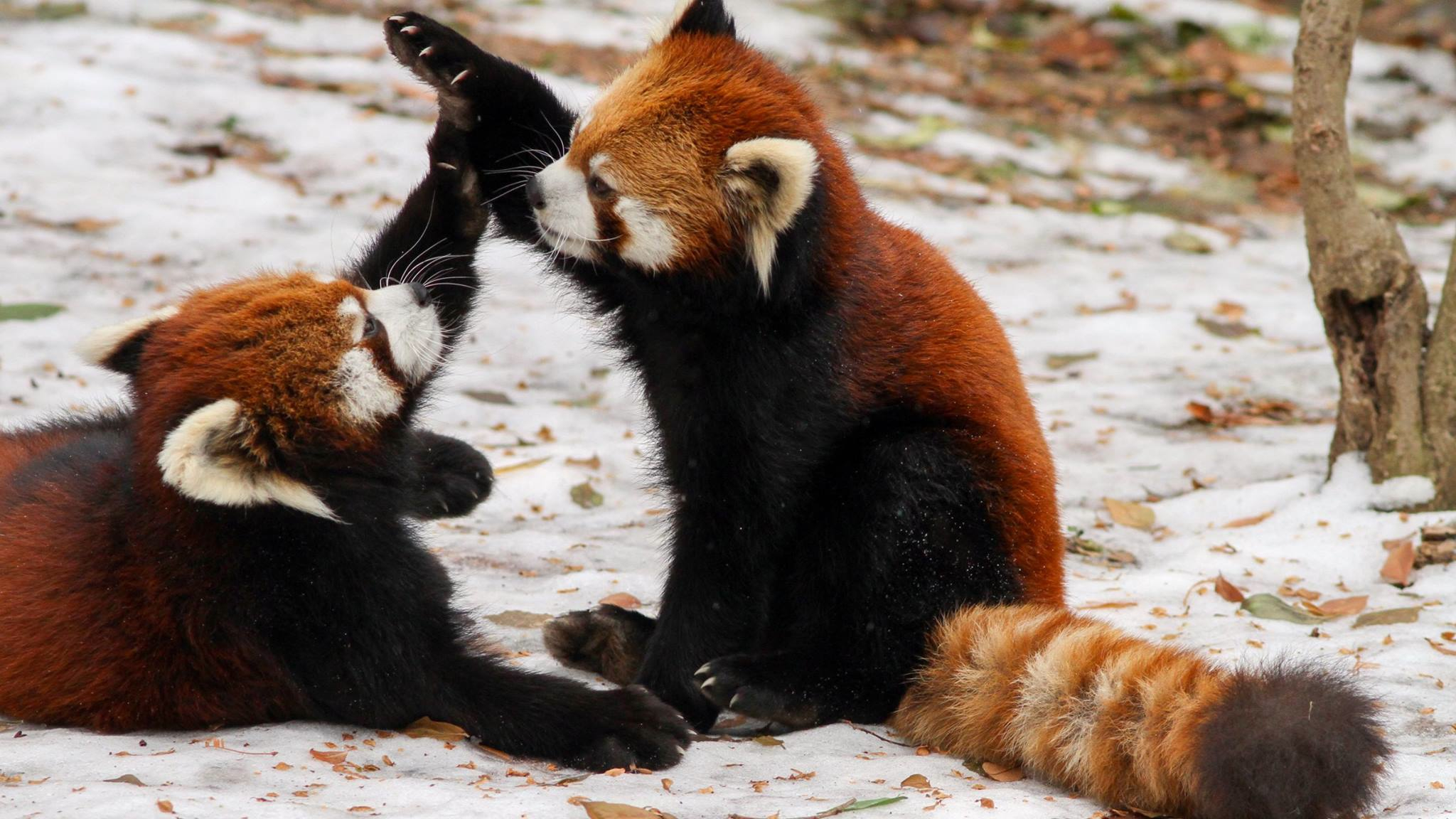 Jiu-Jitsu in the wild: an instinctive duel of red pandas | Graciemag